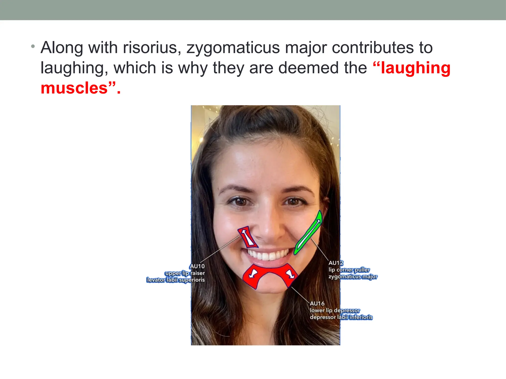 Anatomy of human facial muscles .pptx