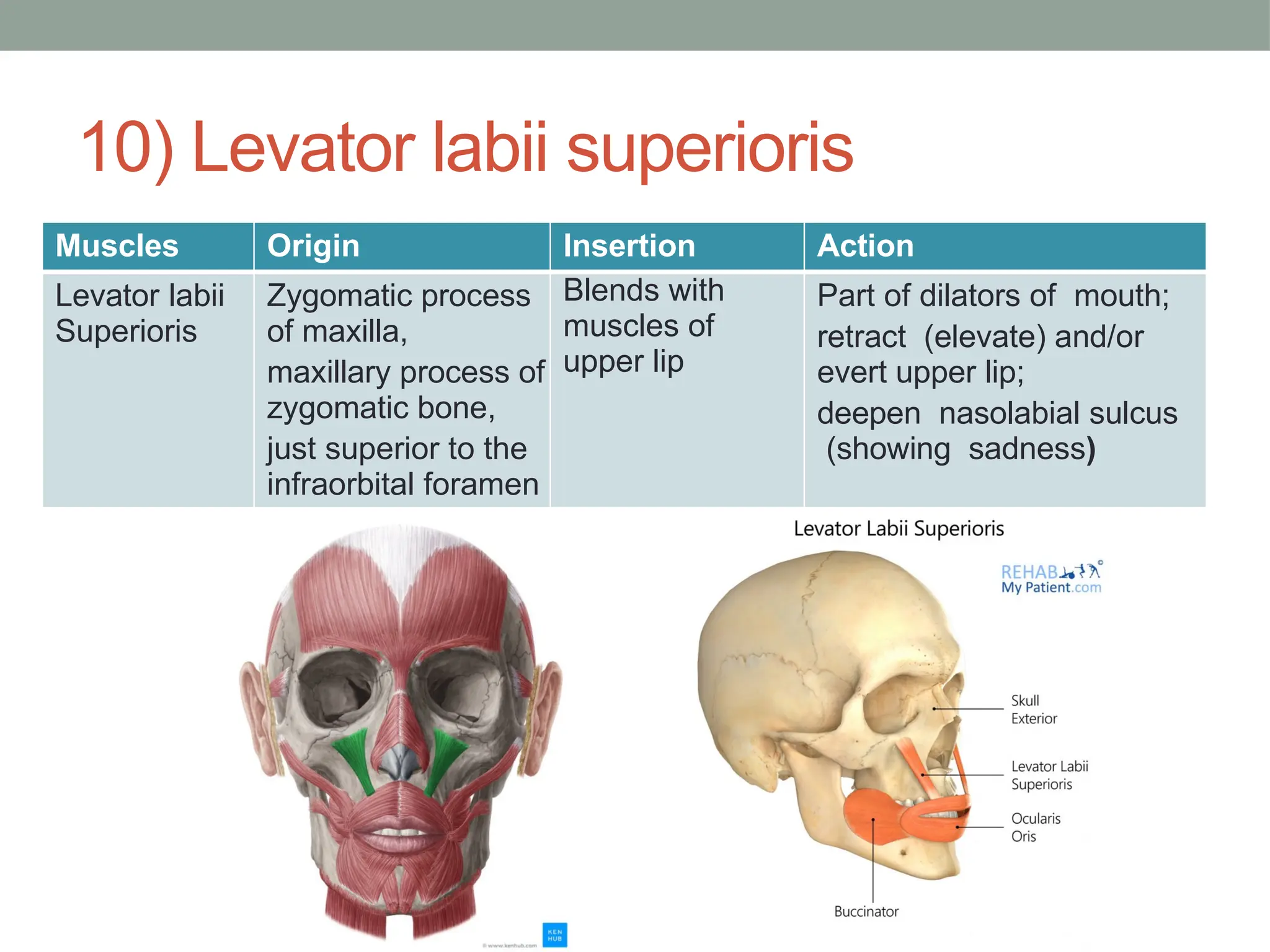 Anatomy of human facial muscles .pptx