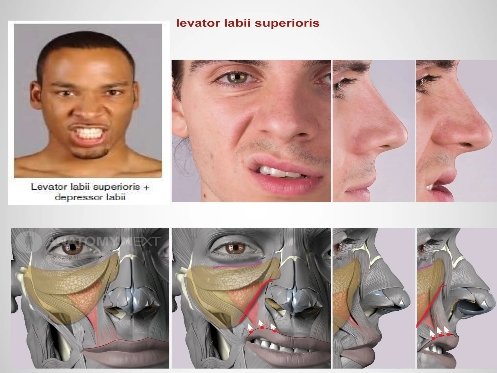 Anatomy of human facial muscles .pptx