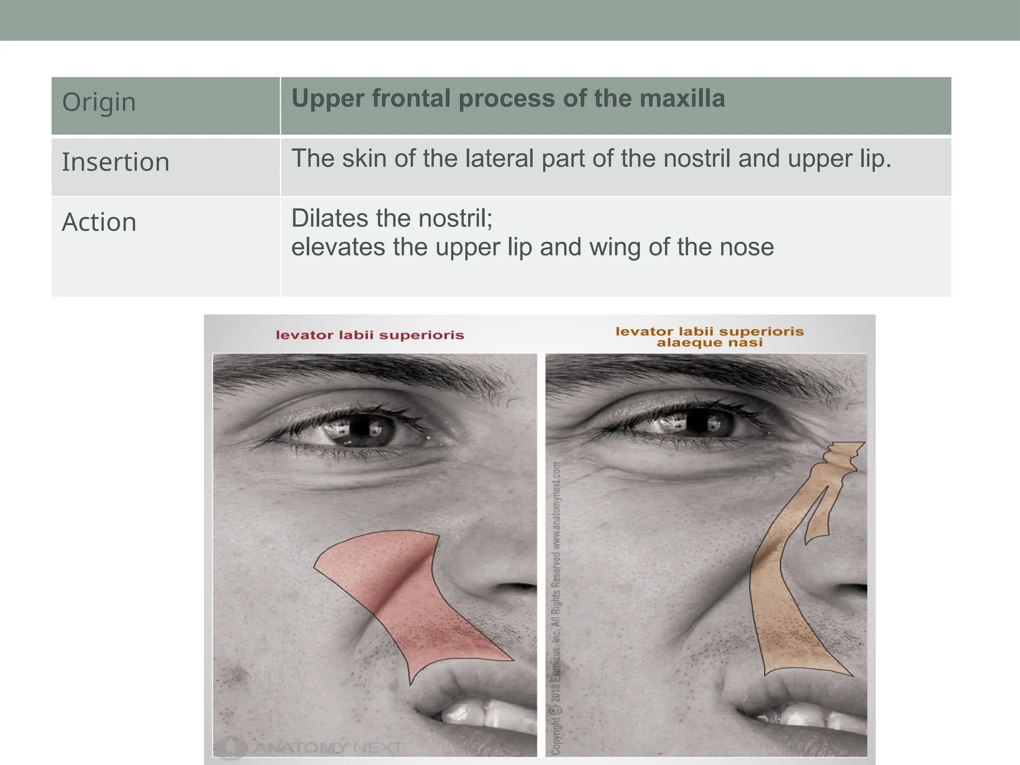 Anatomy of human facial muscles .pptx
