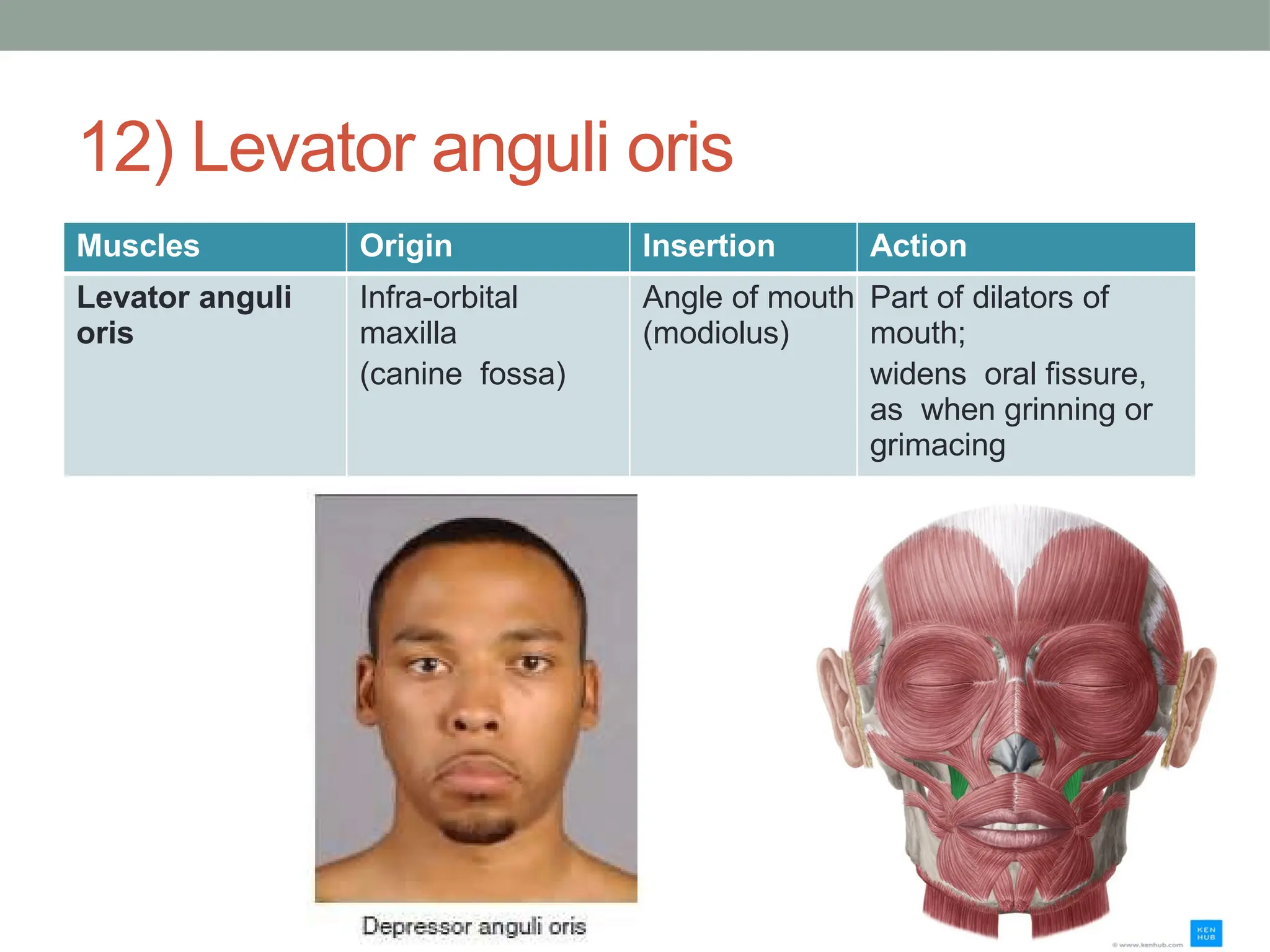 Anatomy of human facial muscles .pptx