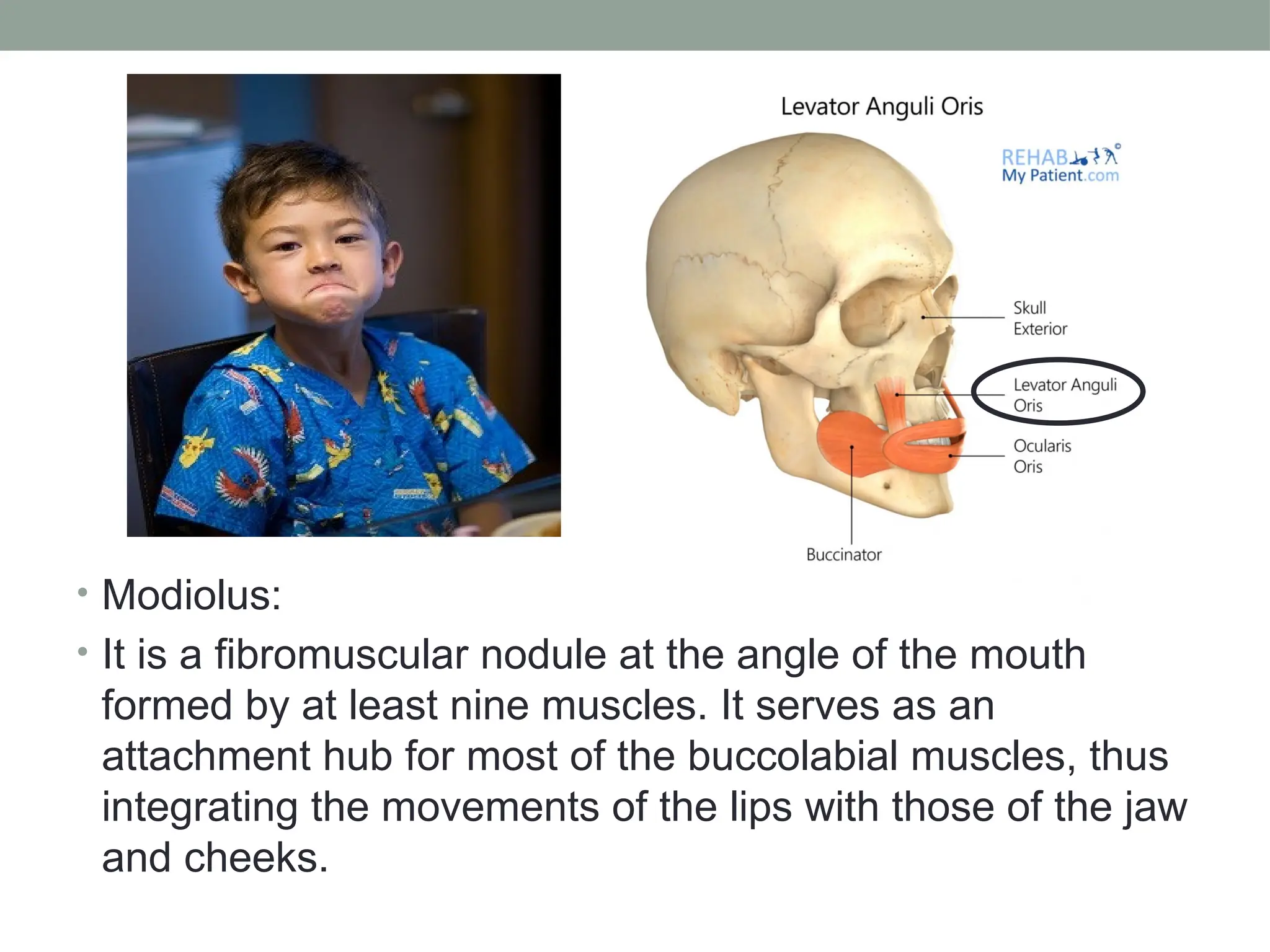 Anatomy of human facial muscles .pptx