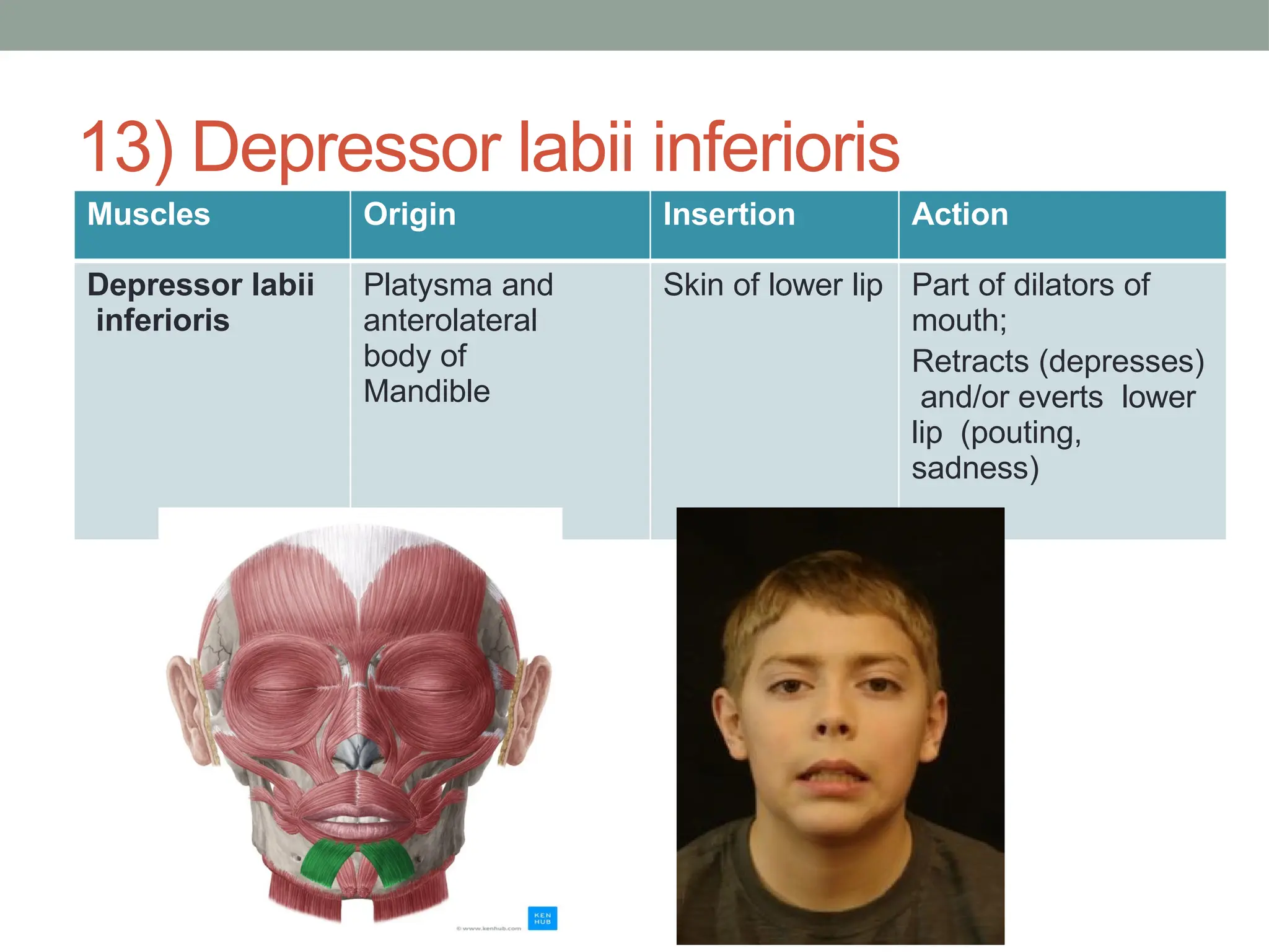 Anatomy of human facial muscles .pptx