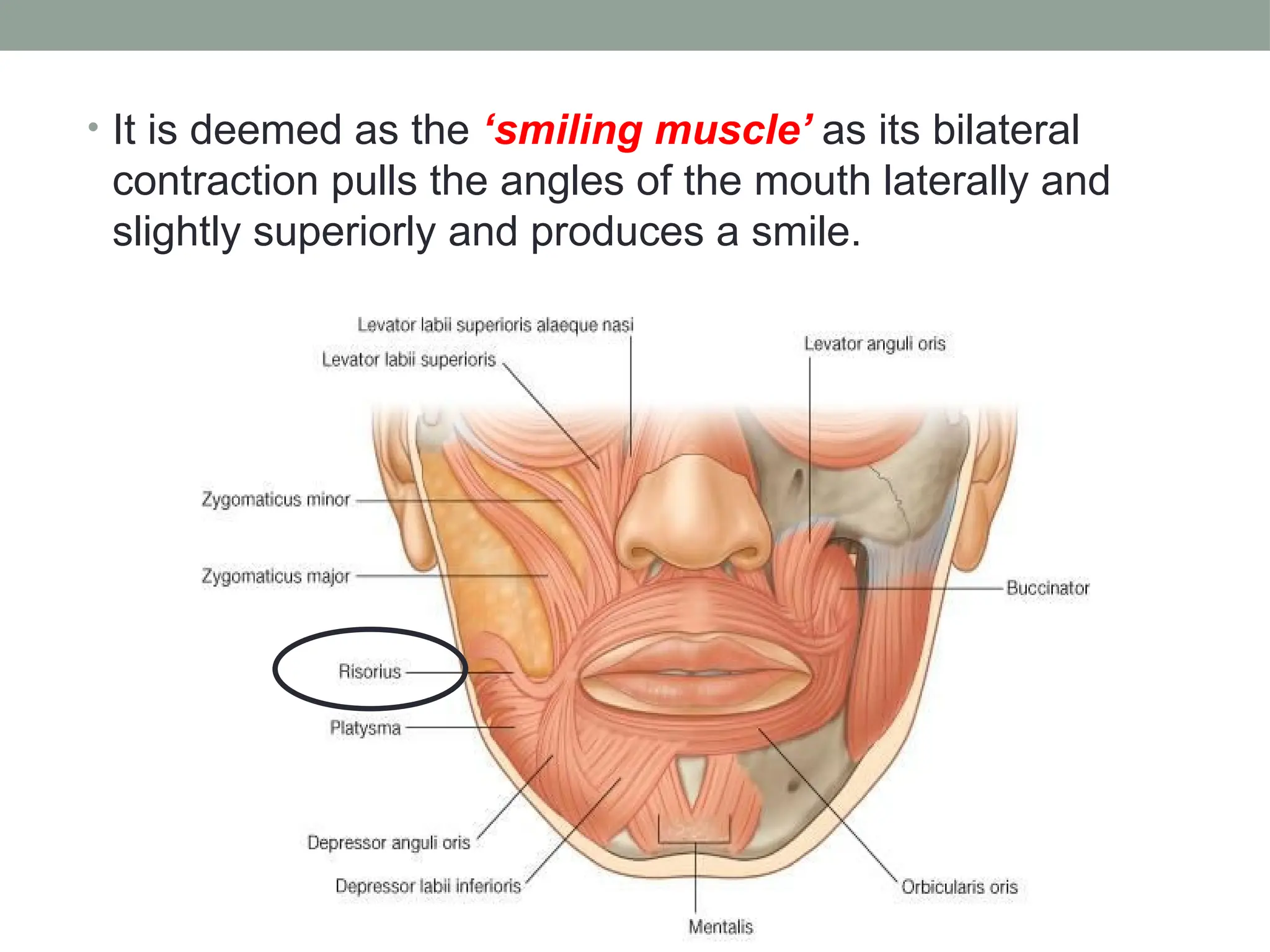Anatomy of human facial muscles .pptx