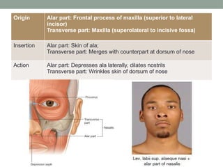 Anatomy of human facial muscles .pptx