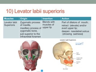 Anatomy of human facial muscles .pptx