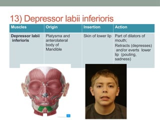 Anatomy of human facial muscles .pptx