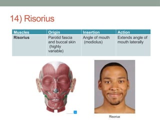 Anatomy of human facial muscles .pptx