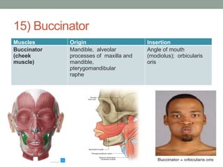 Anatomy of human facial muscles .pptx
