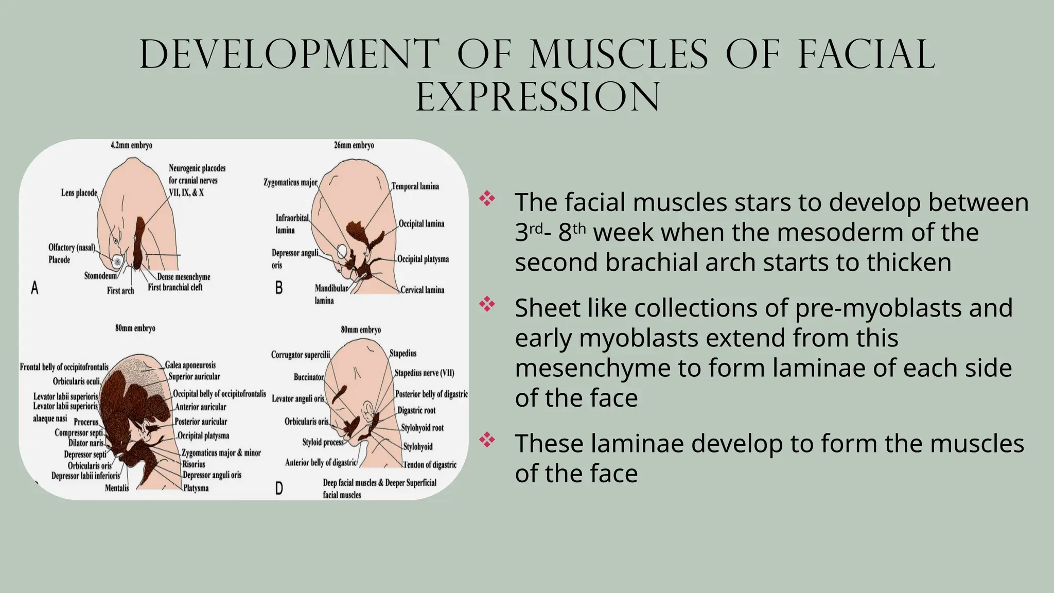 MUSCLES OF FACIAL EXPRESSION, BLOOD AND VENOUS SUPPLY OF HEAD AND ...