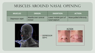 MUSCLES OF FACIAL EXPRESSION, BLOOD AND VENOUS SUPPLY OF HEAD AND ...