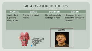 MUSCLES OF FACIAL EXPRESSION, BLOOD AND VENOUS SUPPLY OF HEAD AND ...
