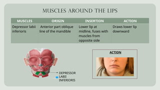 MUSCLES OF FACIAL EXPRESSION, BLOOD AND VENOUS SUPPLY OF HEAD AND ...