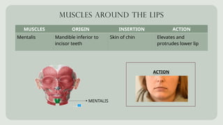 MUSCLES OF FACIAL EXPRESSION, BLOOD AND VENOUS SUPPLY OF HEAD AND ...