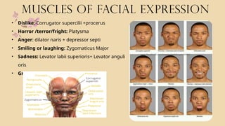 MUSCLES OF FACIAL EXPRESSION, BLOOD AND VENOUS SUPPLY OF HEAD AND ...