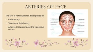 MUSCLES OF FACIAL EXPRESSION, BLOOD AND VENOUS SUPPLY OF HEAD AND ...