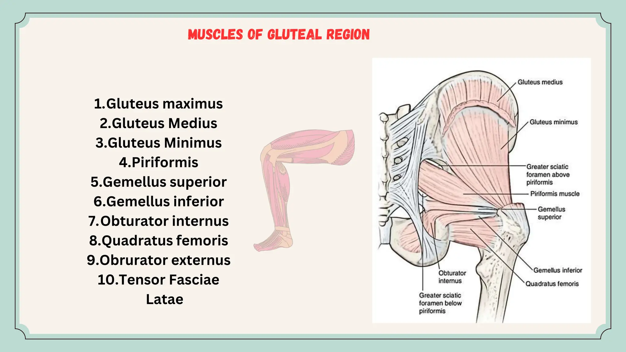 Muscle of Gluteal region and their clinical significance .ppt Reshi idrees | PPT