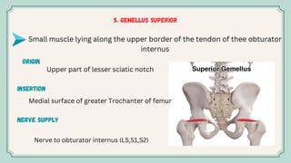 Muscle of Gluteal region and their clinical significance .ppt Reshi ...