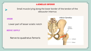Muscle of Gluteal region and their clinical significance .ppt Reshi ...
