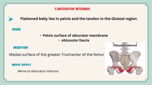 Muscle of Gluteal region and their clinical significance .ppt Reshi ...