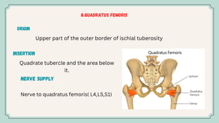 Muscle of Gluteal region and their clinical significance .ppt Reshi ...