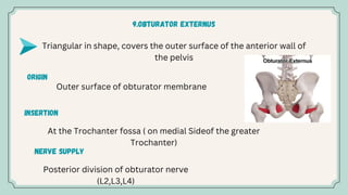Muscle of Gluteal region and their clinical significance .ppt Reshi ...