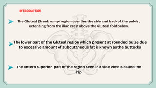 Muscle of Gluteal region and their clinical significance .ppt Reshi ...