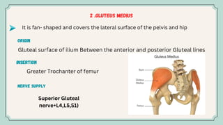 Muscle of Gluteal region and their clinical significance .ppt Reshi ...