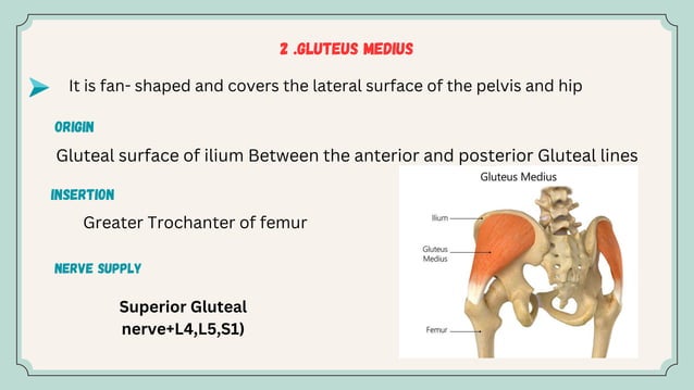 Muscle of Gluteal region and their clinical significance .ppt Reshi ...