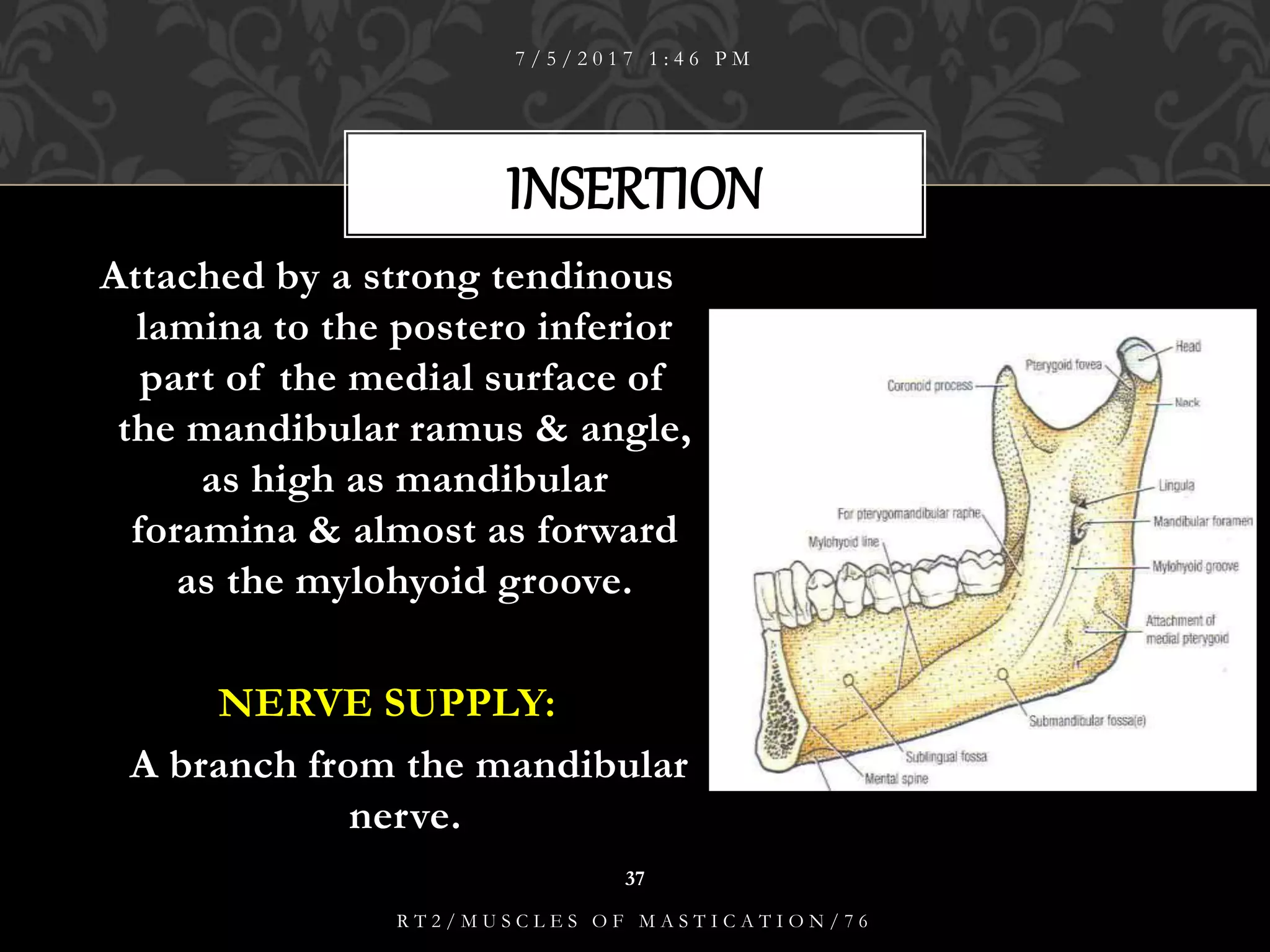 Muscle of mastication | PPT