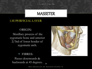 Muscle of mastication | PPTX