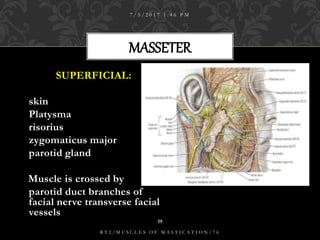Muscle of mastication | PPTX