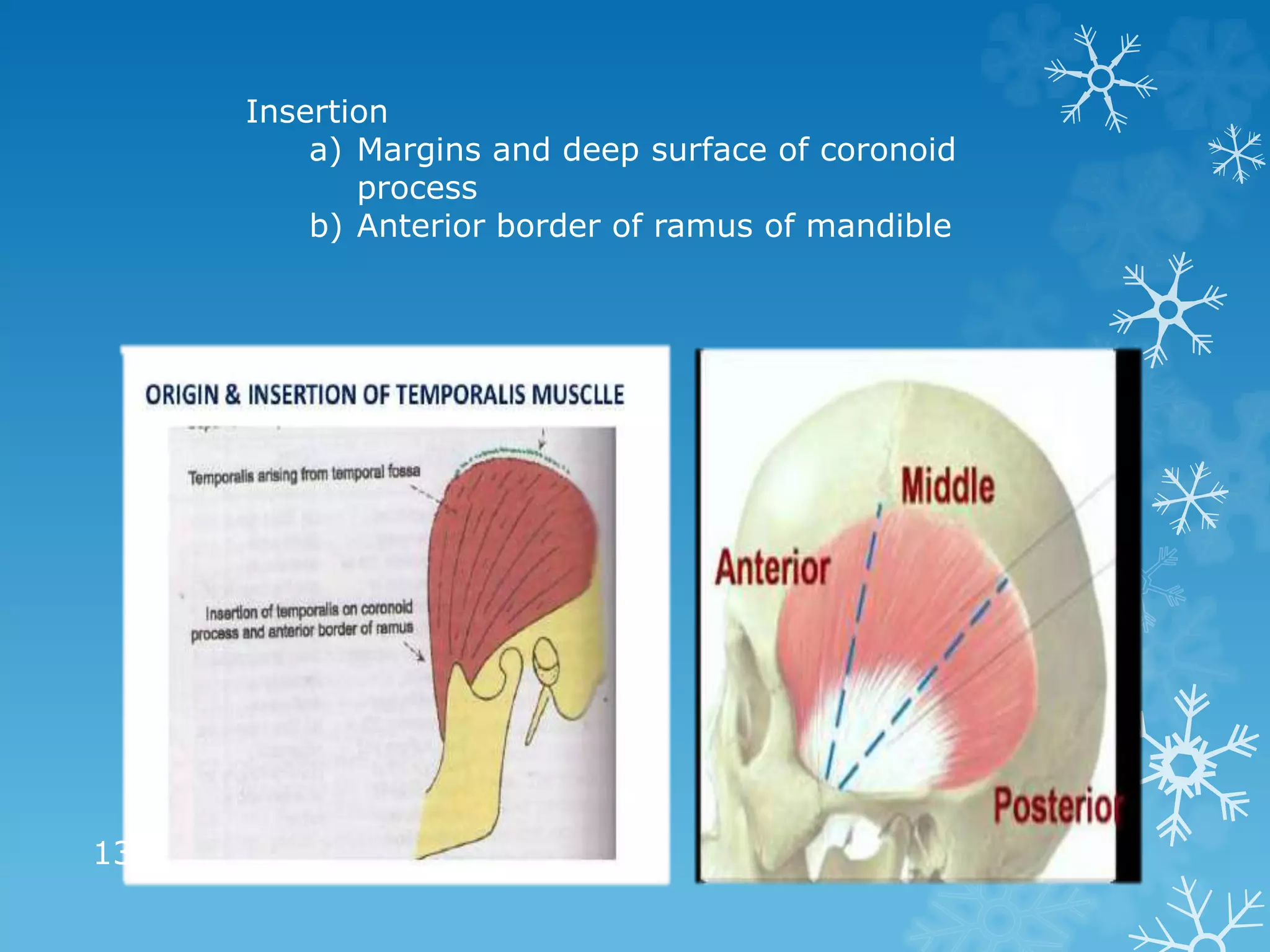 Muscle of mastication | PPTX