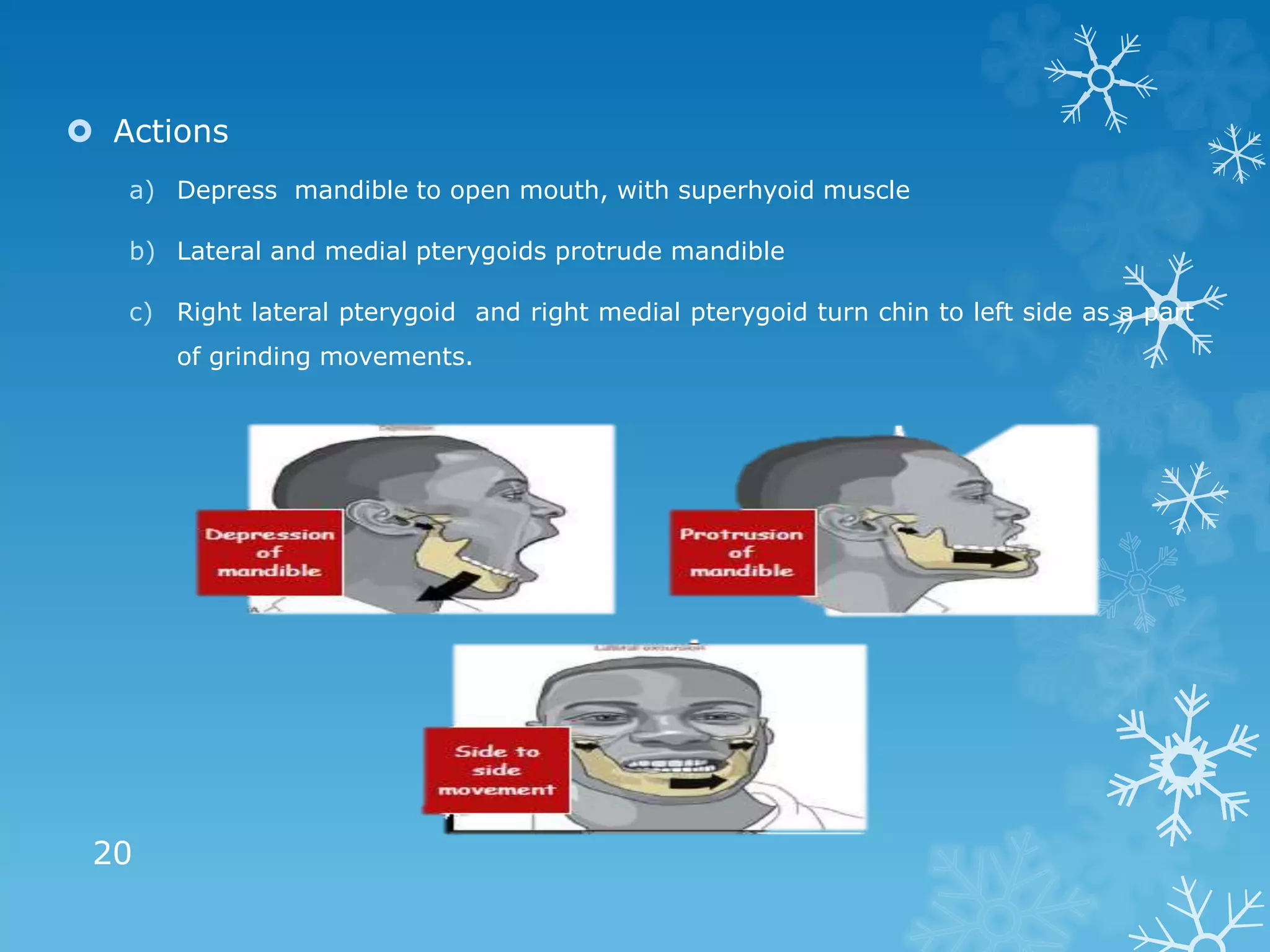 Muscle of mastication | PPTX