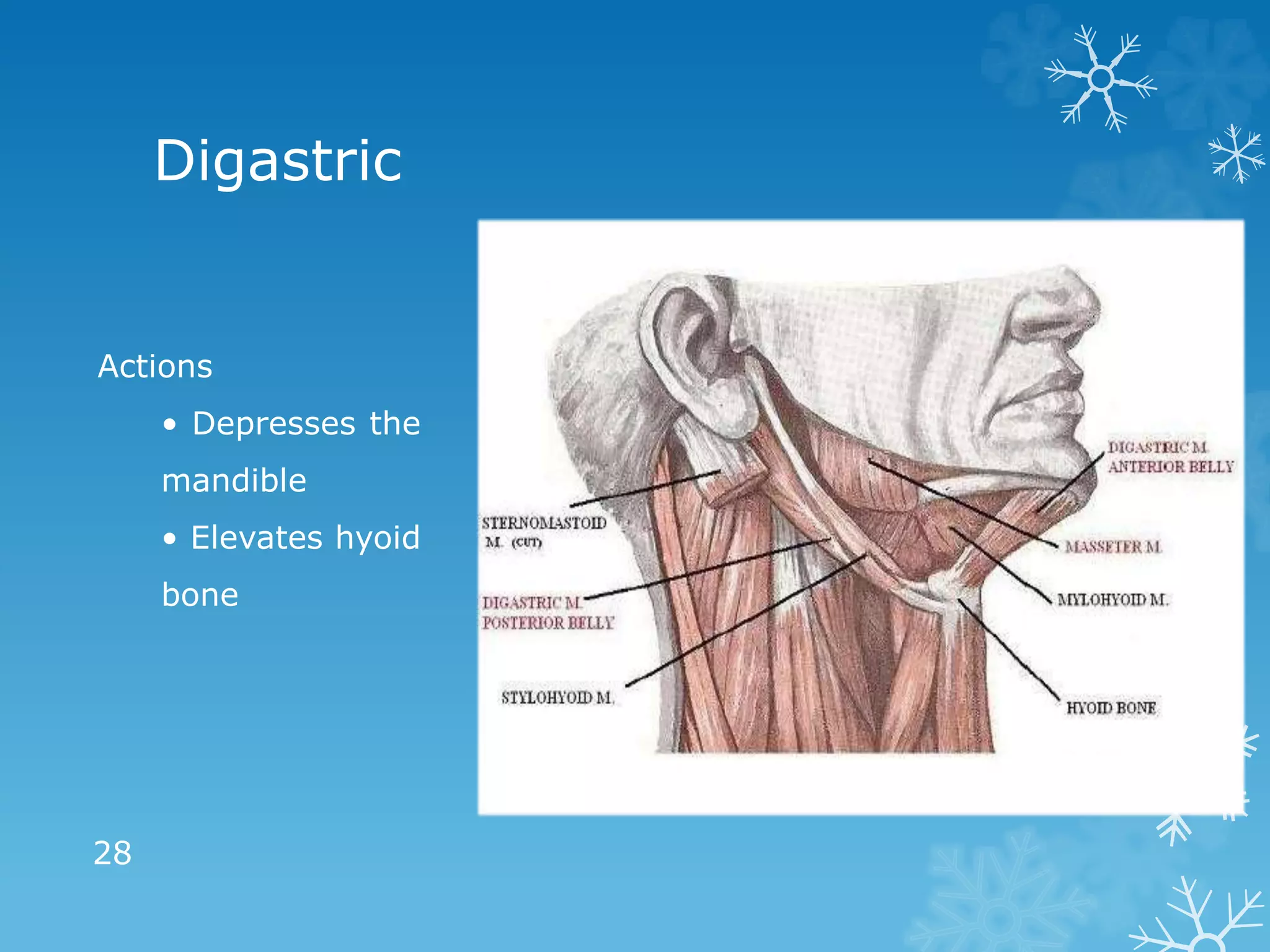 Muscle of mastication | PPTX