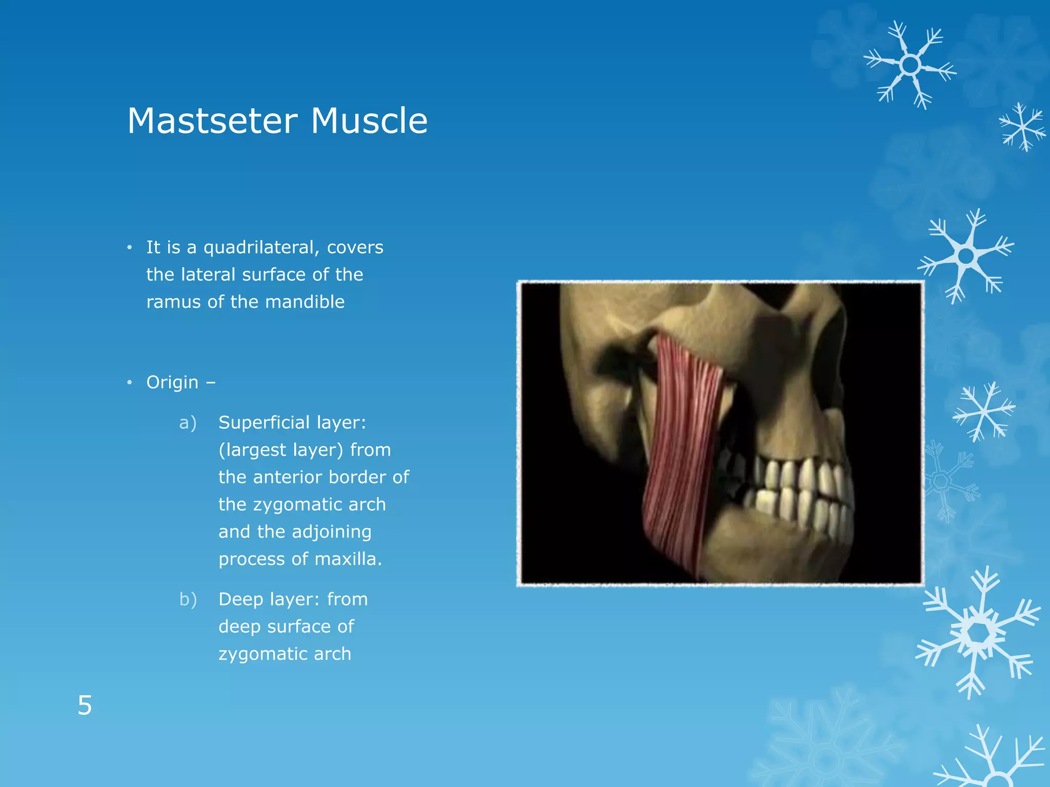 Muscle of mastication | PPTX