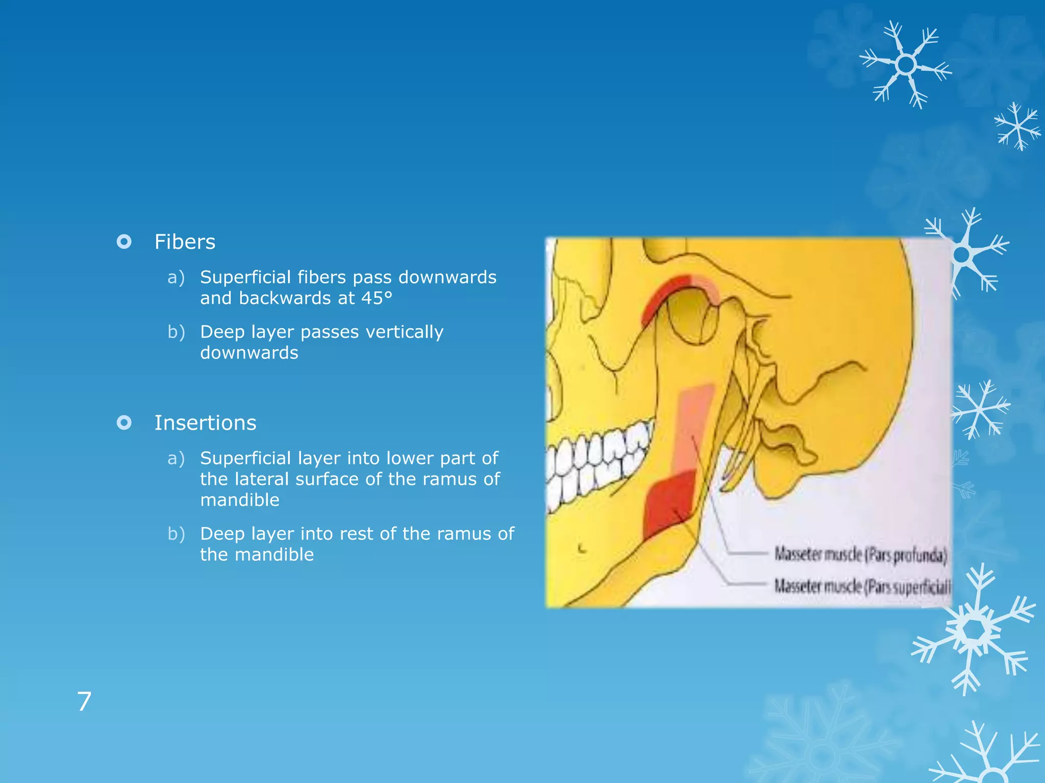 Muscle of mastication | PPTX
