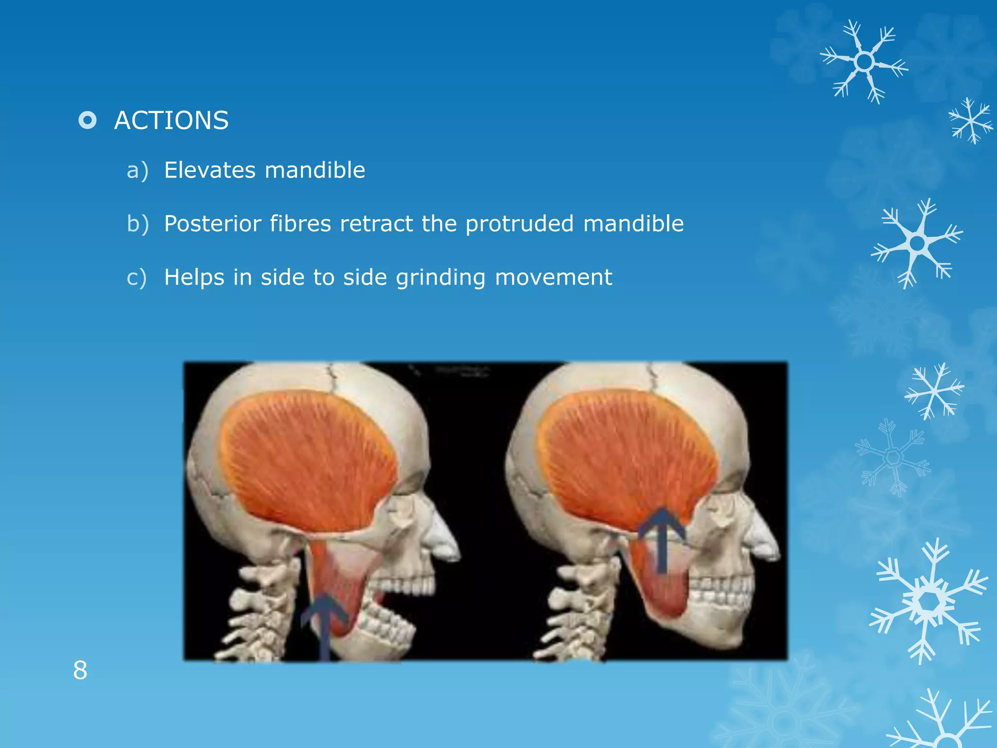 Muscle of mastication | PPTX