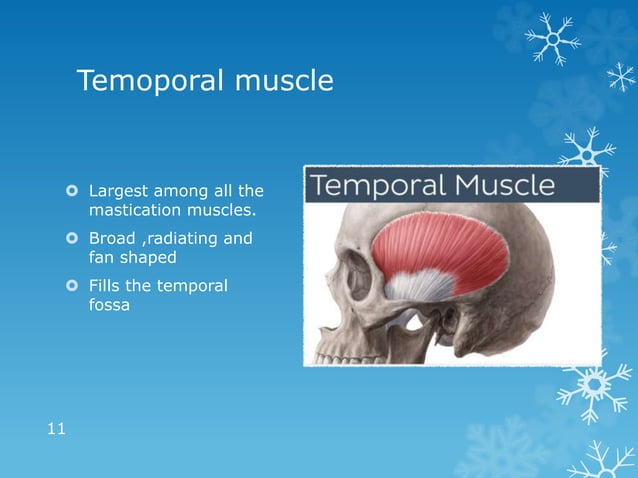 Muscle of mastication | PPT