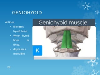 Muscle of mastication | PPTX