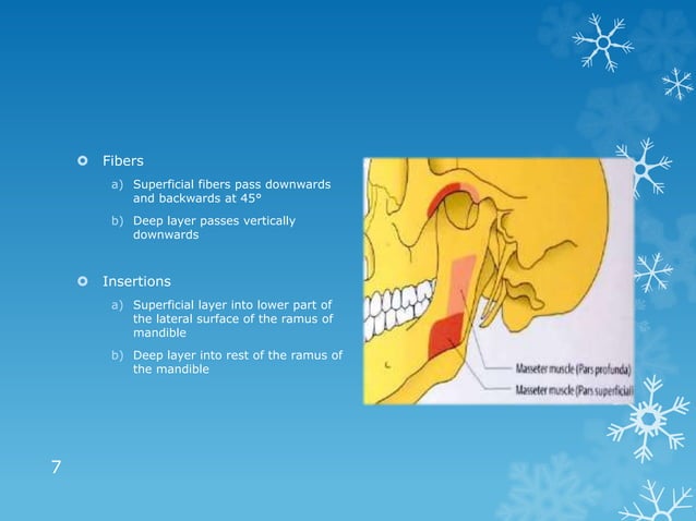 Muscle of mastication | PPT