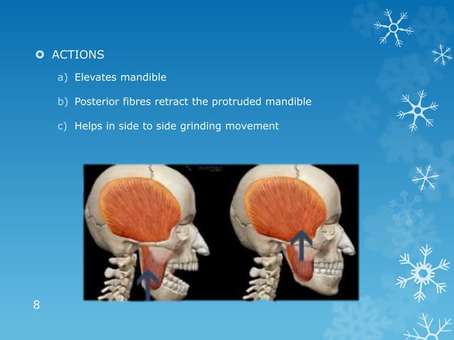 Muscle of mastication | PPT