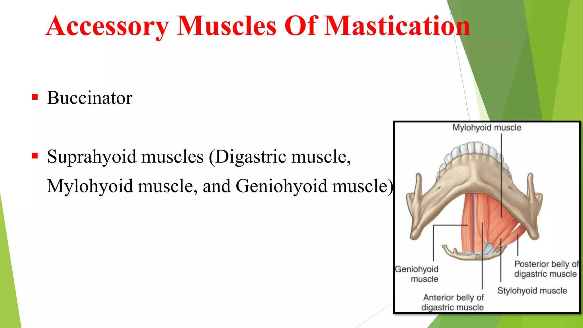 Muscle of mastication | PPTX