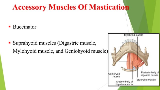 Muscle of mastication | PPT