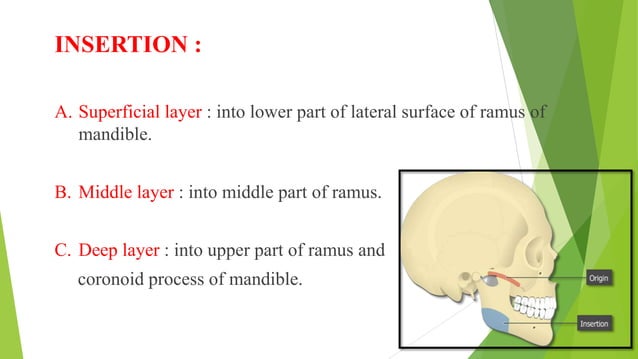 Muscle of mastication | PPT