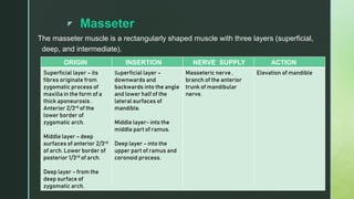 muscle of mastication.pptx | Death, Injury, or Military Conflict ...