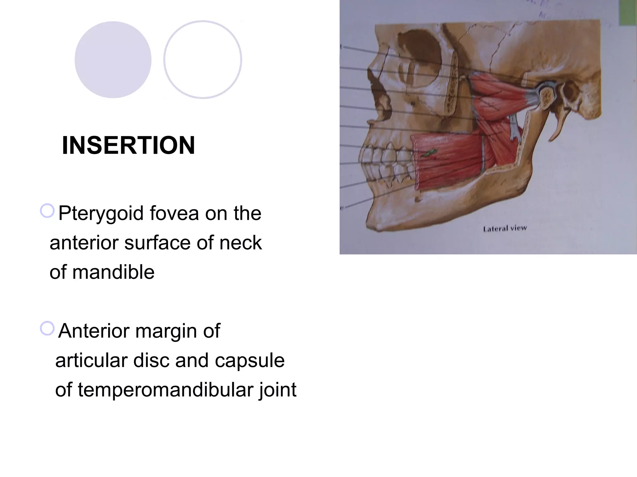 Muscle of mastication and muscle of facial expression | PPT