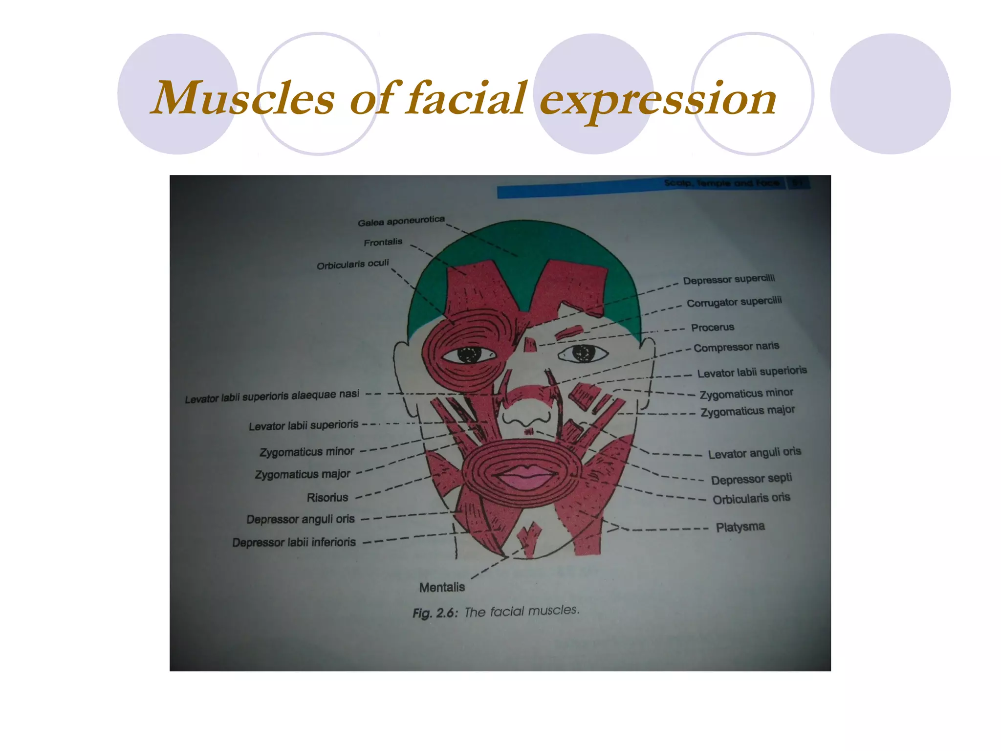 Muscle of mastication and muscle of facial expression | PPT