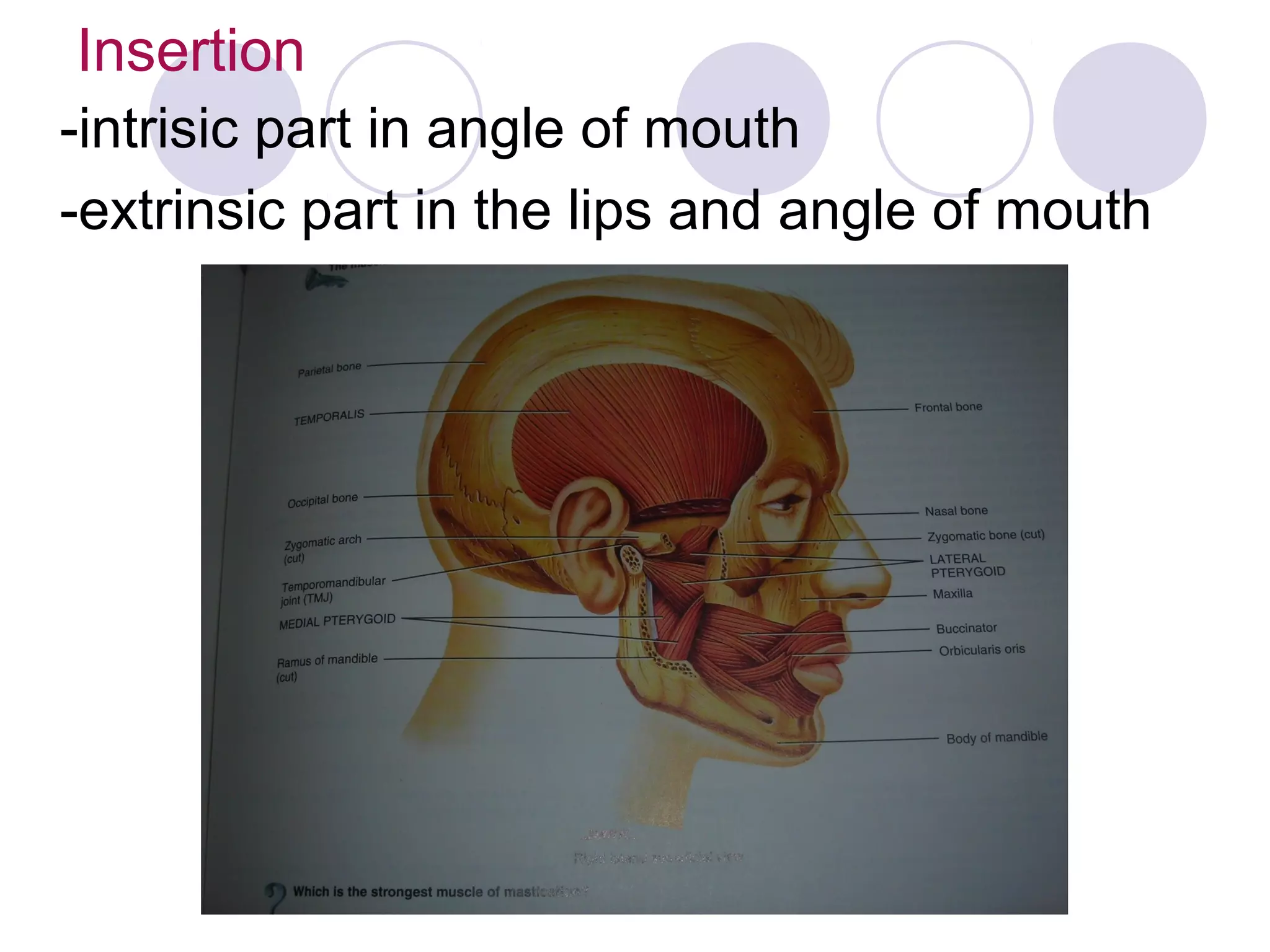 Muscle of mastication and muscle of facial expression | PPT