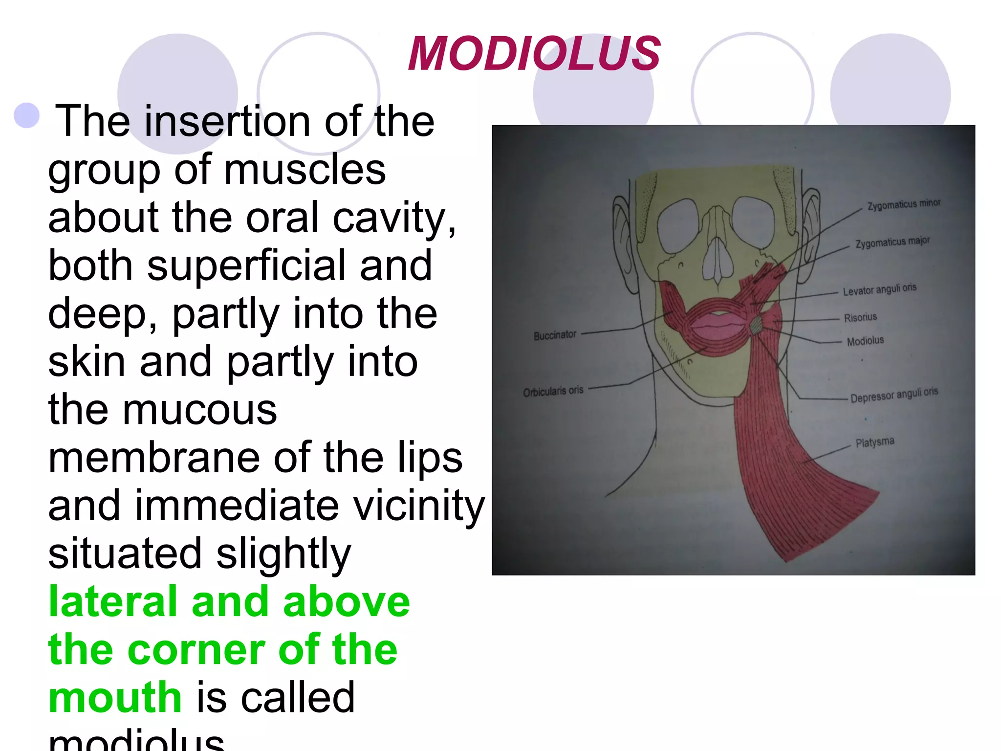 Muscle of mastication and muscle of facial expression | PPT
